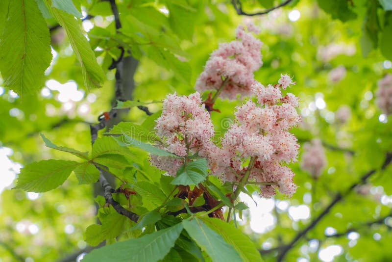 Red and White Buds Blossom on Tree with Many Green Leaves Stock Image ...
