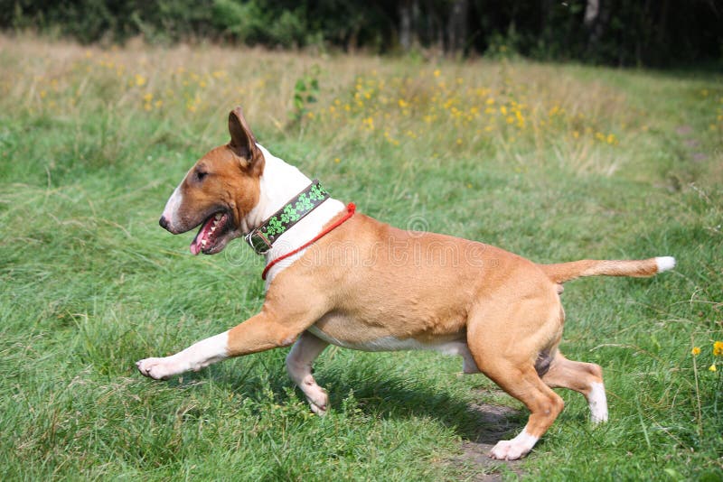 Red and White Bull Terrier Running at the Field Stock Photo - Image of ...