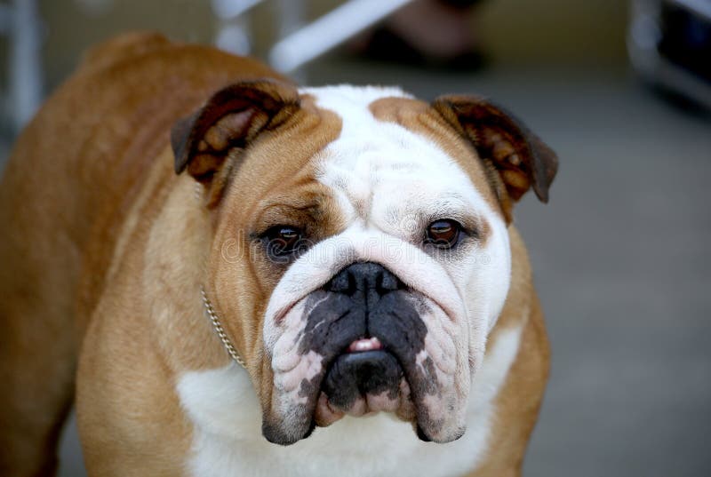 Red and White Bulldog Posing for Her Picture Stock Image - Image of ...