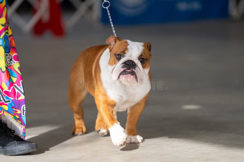 Red and White Bulldog Walking Across a Show Ring Stock Photo - Image of ...