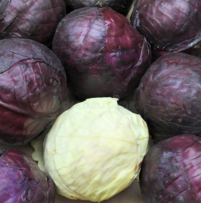 Red and white cabbage stock image. Image of vegetarian - 44061607