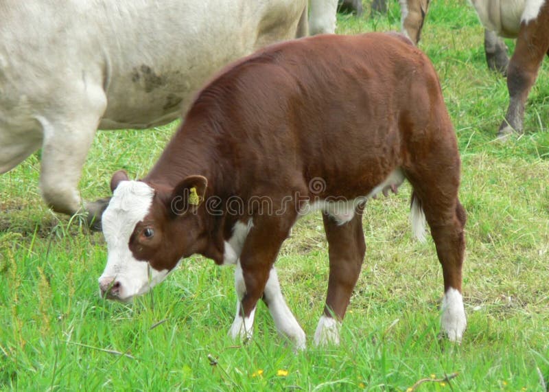 Red And White Calf 2 Picture. Image: 91785419