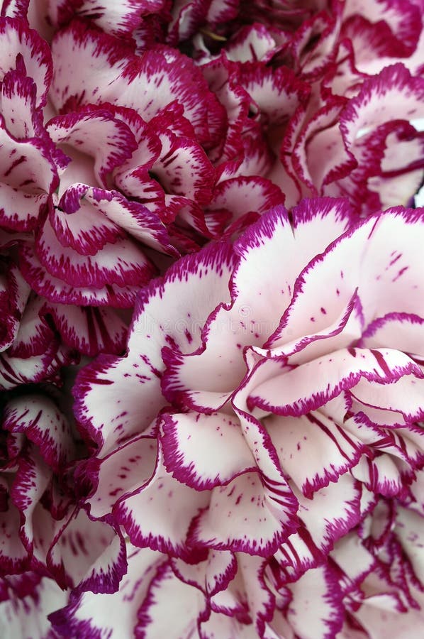 Macro Of Red Carnation Texture Stock Photo - Image of wallpaper, live ...