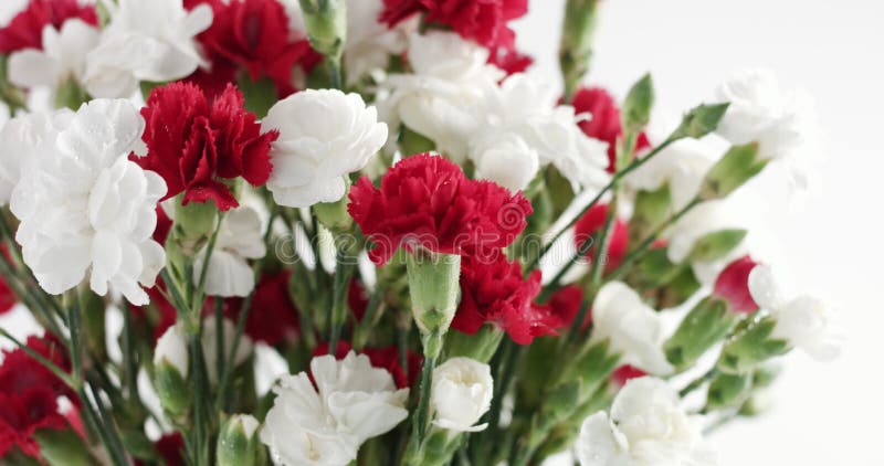 Red and White Carnation Flower Rotation Stock Video - Video of clove ...