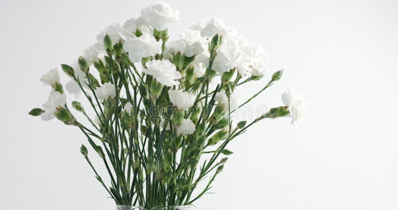 Clove Flower on the Tree. Also Called Cengkih, Cengkeh, Syzygium ...