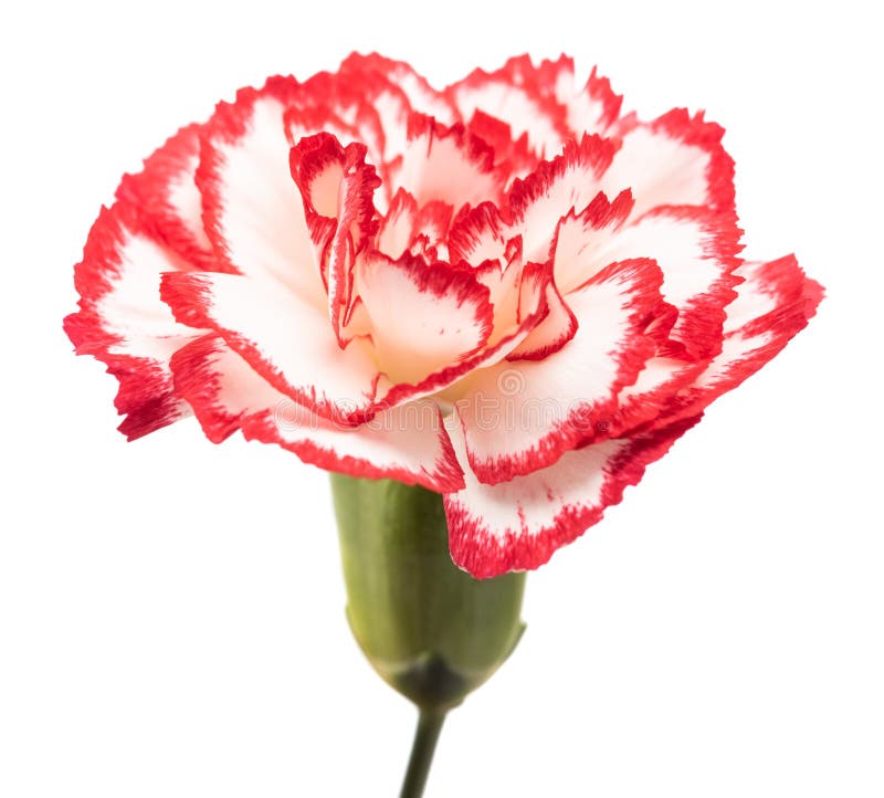 Red Carnation. Red Flowers With White Background. Dianthus Caryophyllus ...