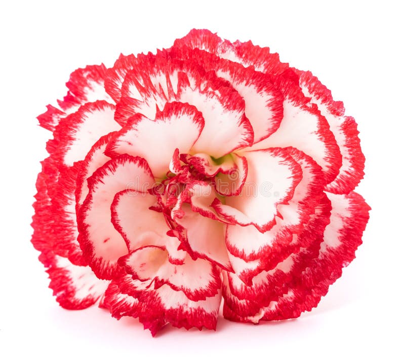 Red and white carnation stock photo. Image of pink, head - 162303222