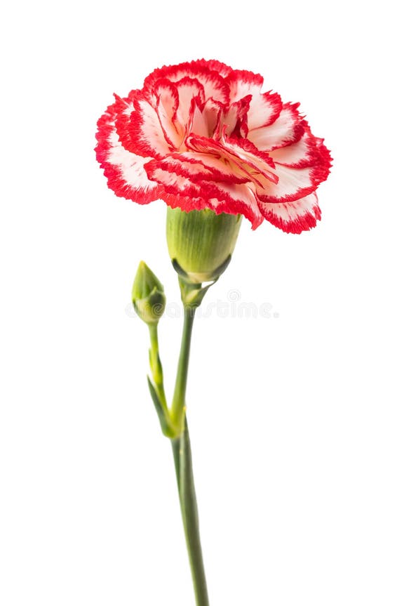 Red and white carnation stock image. Image of fireweed - 163659007