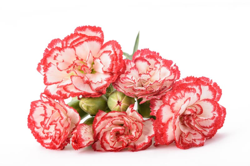Red and white carnation stock image. Image of valentine - 200669201
