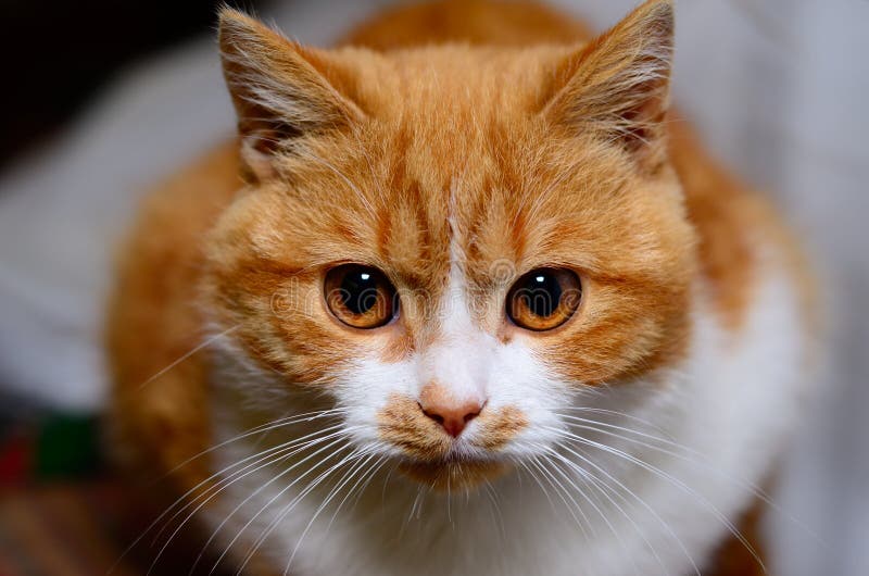 Red & white cat stock photo. Image of cute, head - 140783898