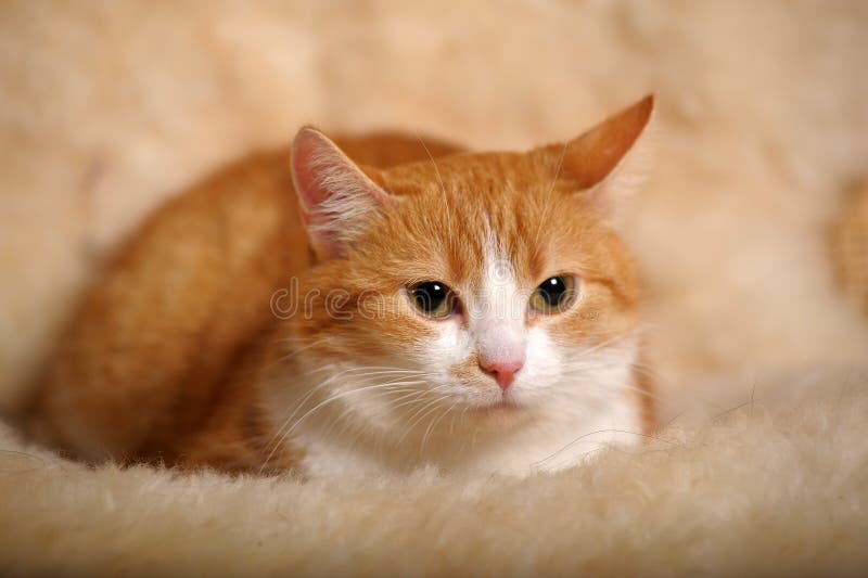 Red & white cat stock photo. Image of fury, alert - 21094348