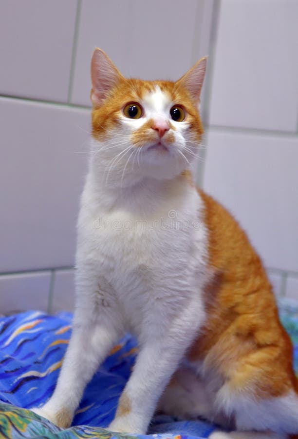 Red and White Cat at the Animal Shelter Stock Photo - Image of animal ...