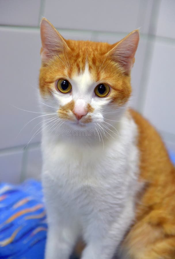 Red and White Cat at the Animal Shelter Stock Image - Image of kitten ...