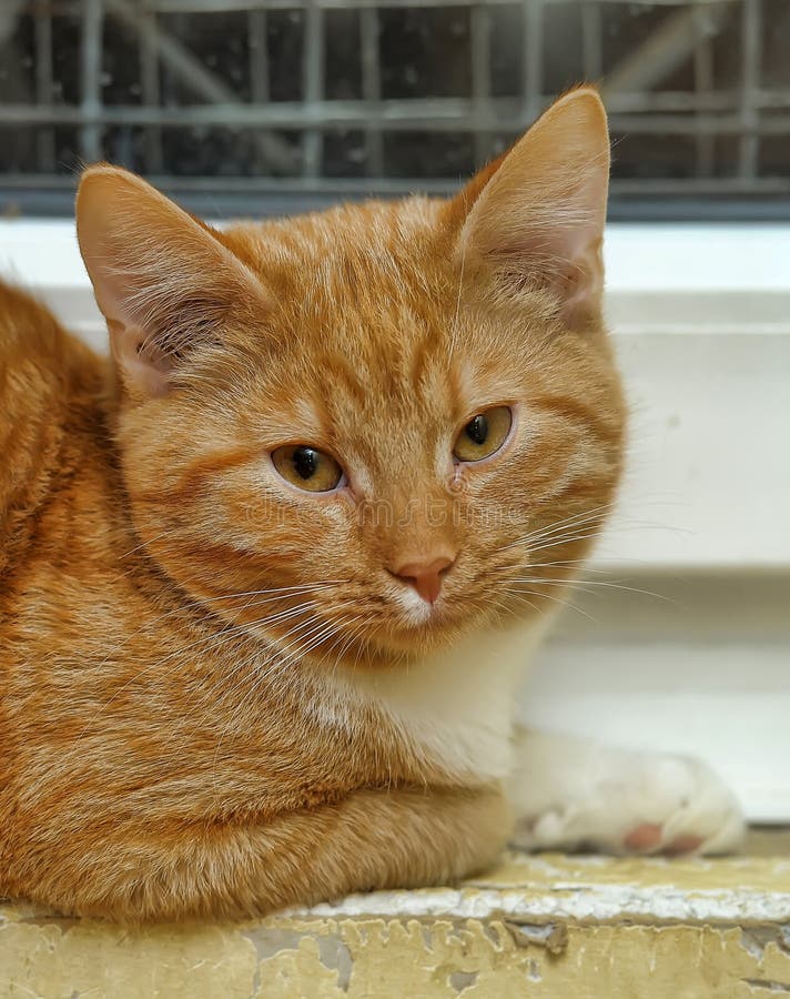 Red and white cat stock photo. Image of mammal, relax - 185179114