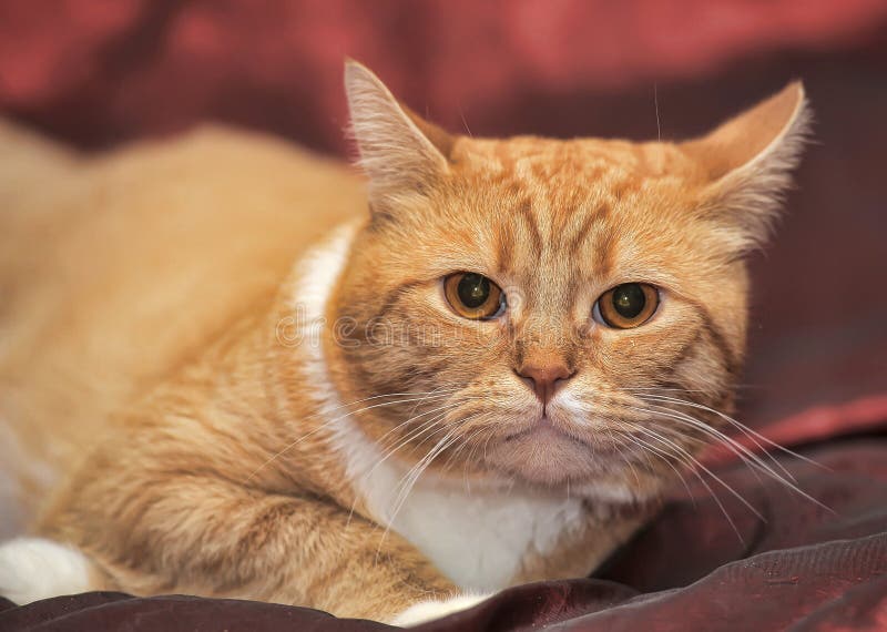Red and white cat stock photo. Image of purebred, mammal - 185179268