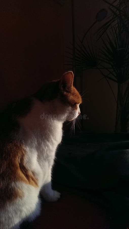 Red-white Cat stock image. Image of redwhite, sunshine - 81414439