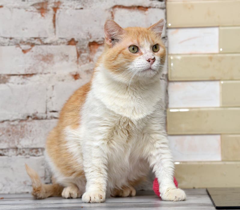 Red with a white cat stock photo. Image of looking, caregiving - 183187142