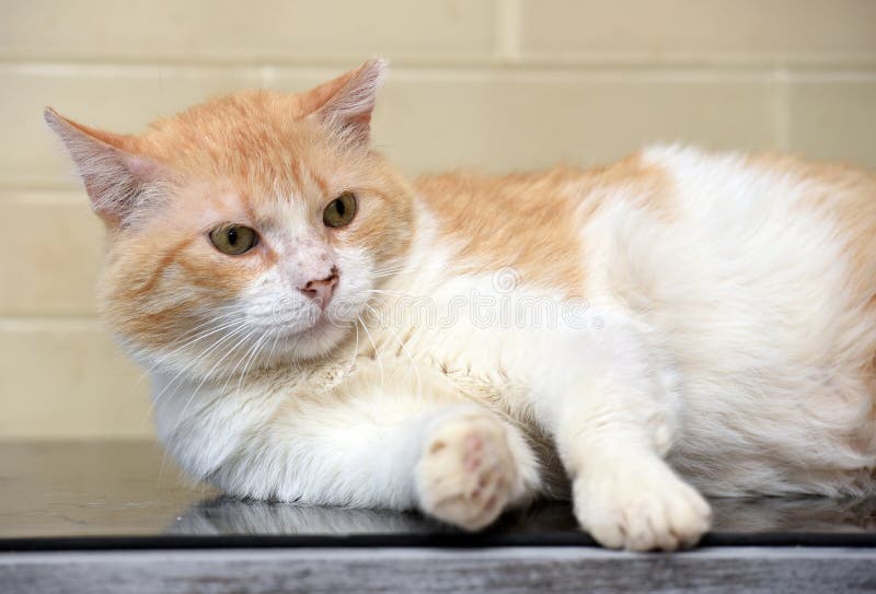 Red with a white cat stock image. Image of companion - 183188107