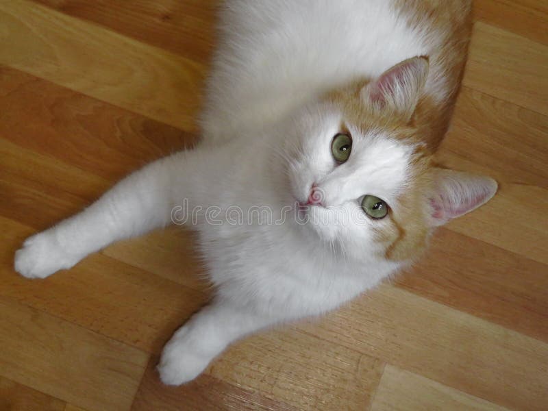 Red white cat stock photo. Image of curiosity, view - 261116648