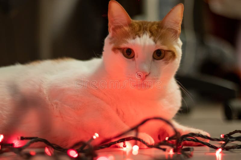 Red White Cat and a Garland on the Floor Stock Photo - Image of feline ...