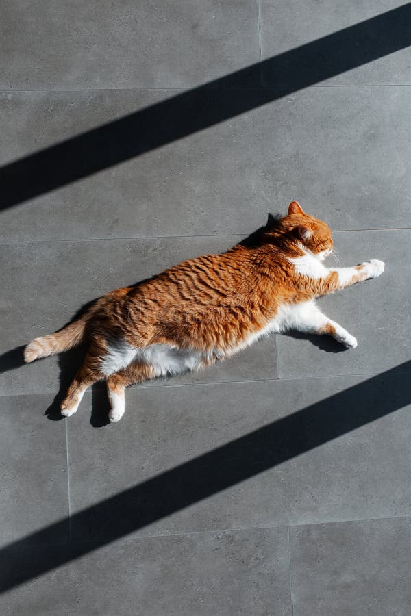 Red-white Cat Lying on the Laminate Floor. Close-up Top View Portrait ...