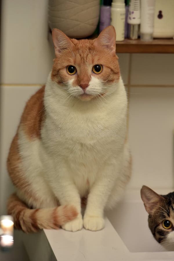 Red and white cat stock image. Image of healthy, model - 177003613