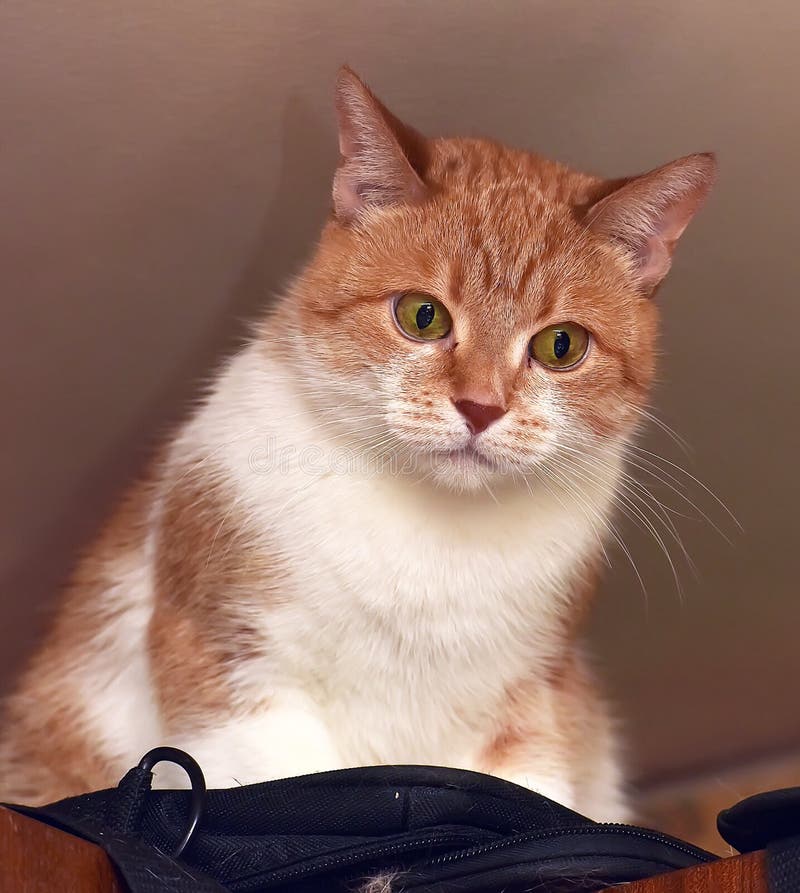 Red & white cat stock image. Image of companion, beautiful - 61509551