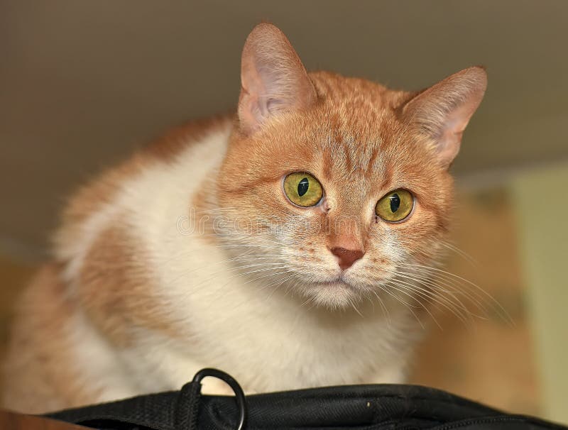 Red & white cat stock image. Image of horizontal - 61511433