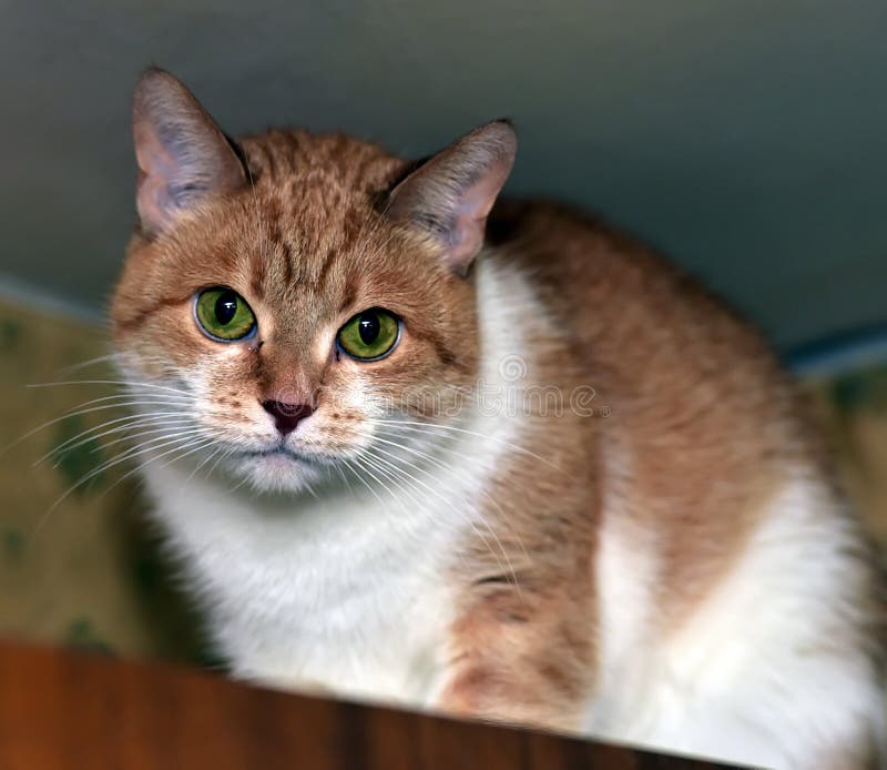 Red & white cat stock image. Image of domestic, cuddly - 61513415