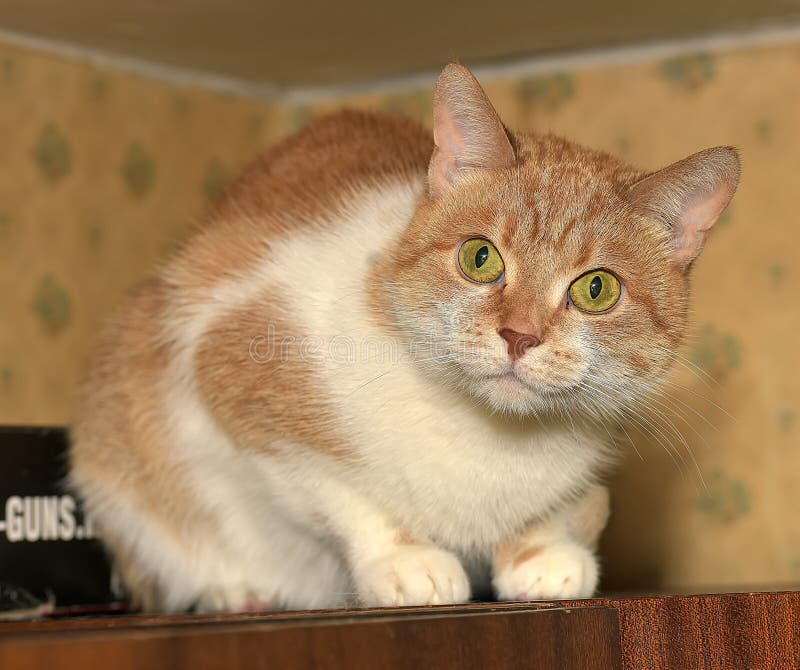 Red & white cat stock image. Image of long, front - 61514419