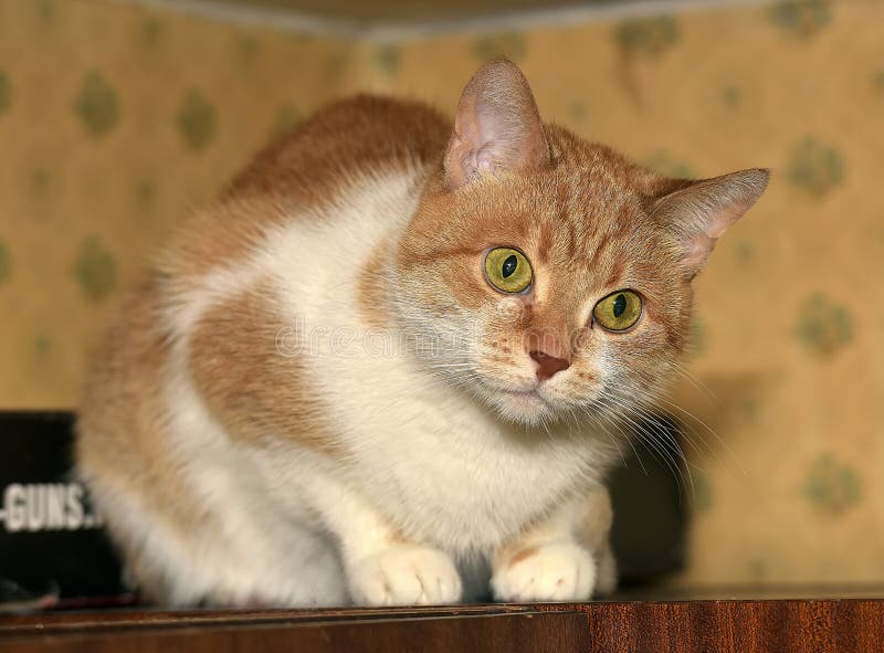 Red & white cat stock image. Image of front, ginger - 61514589