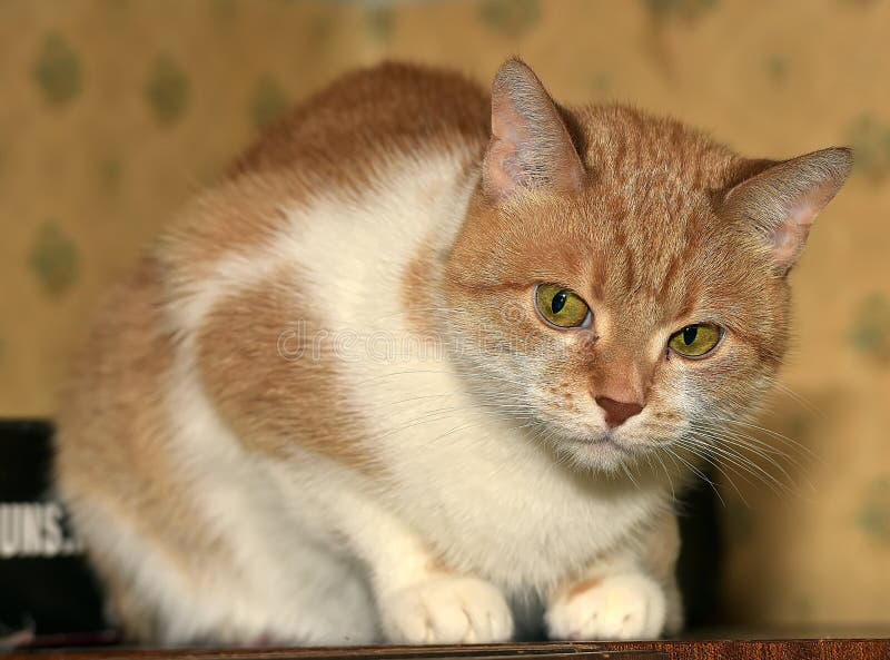 Red & white cat stock image. Image of ginger, hair - 61515303