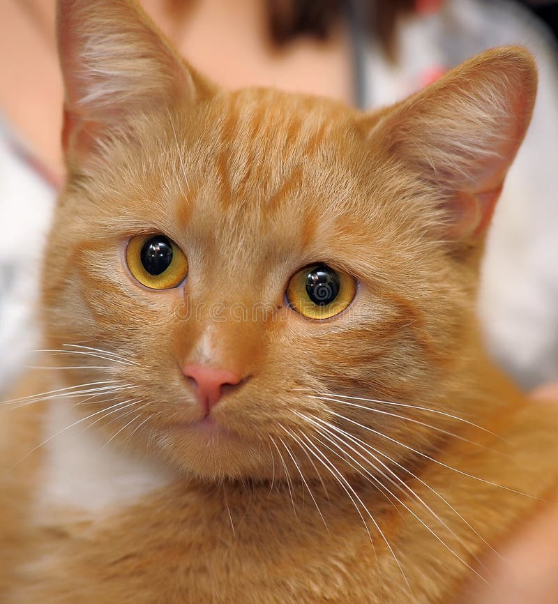 Red with white cat stock photo. Image of cute, orange - 183879124