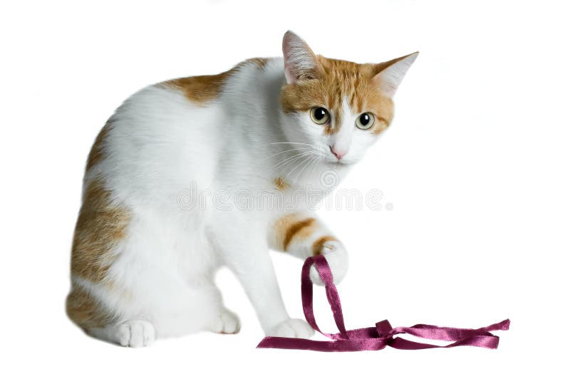 Red and White Cat with Purple Ribbon Stock Photo - Image of face ...