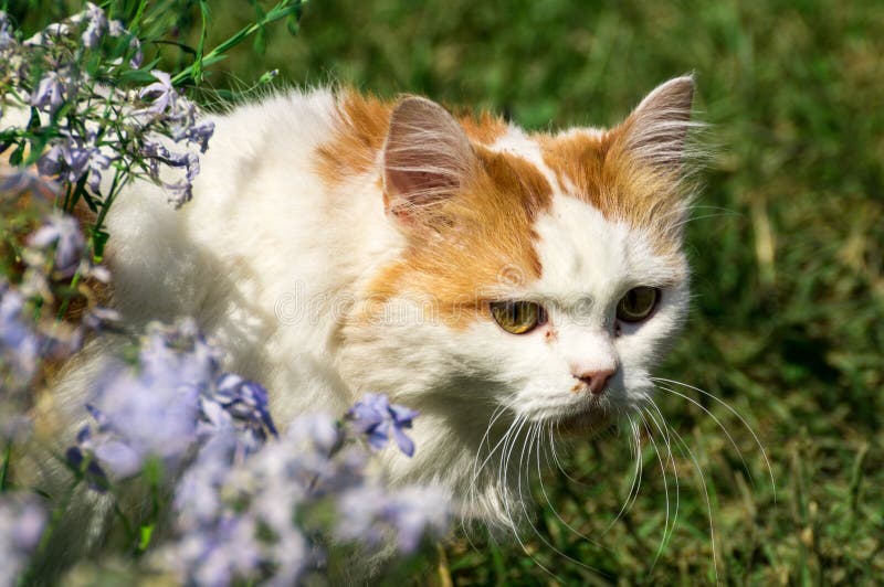 Red white cat stock photo. Image of garden, beautiful - 105589098