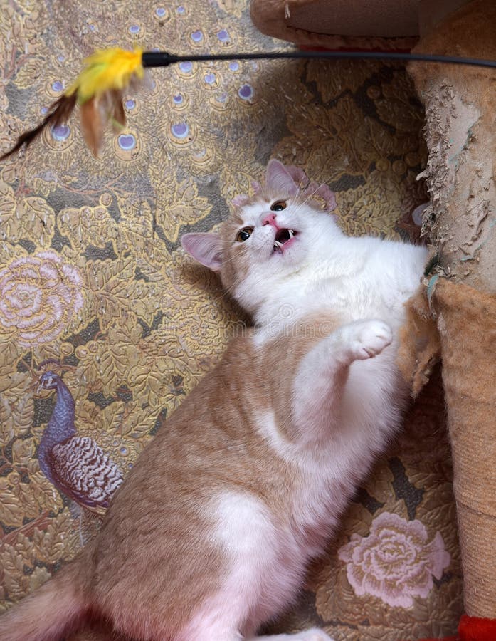 Cat Sharpens Claws about the Claw Stock Photo - Image of game, british ...