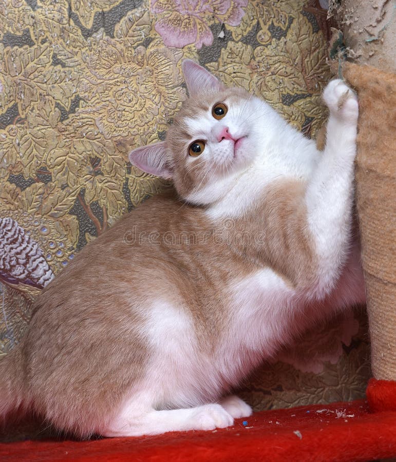 Cat Sharpens Claws about the Claw Stock Photo - Image of hair ...