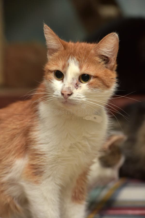Red & white cat stock image. Image of furry, eyes - 64940603