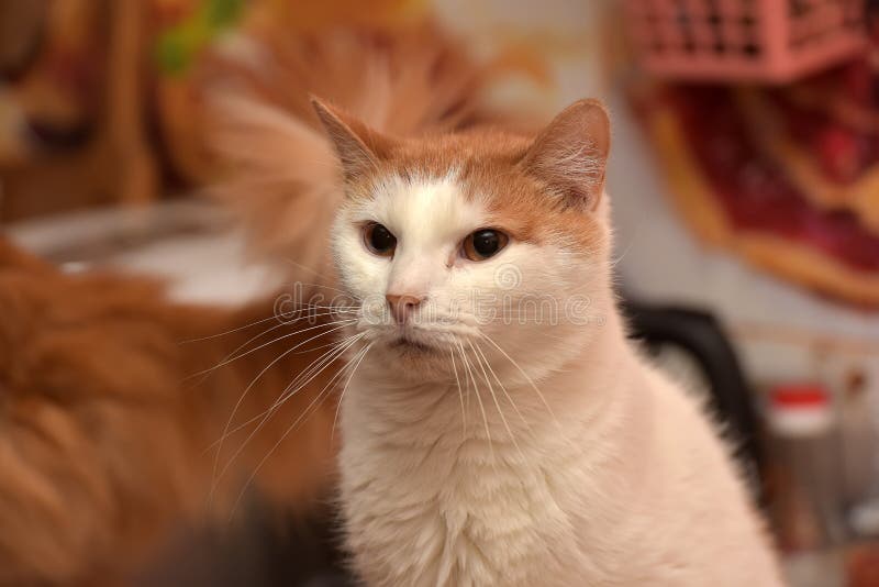 Red & white cat stock photo. Image of little, haired - 72952120