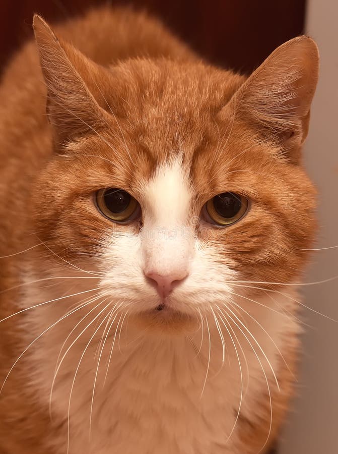 Red & white cat stock image. Image of frightening - 72952175