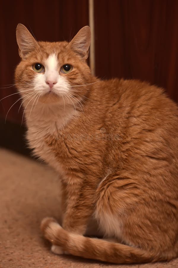 Red & white cat stock image. Image of look, hairy - 72955479