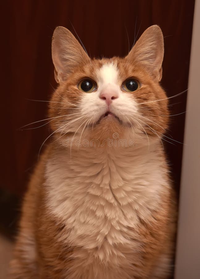 Red & white cat stock photo. Image of close, house - 72955536