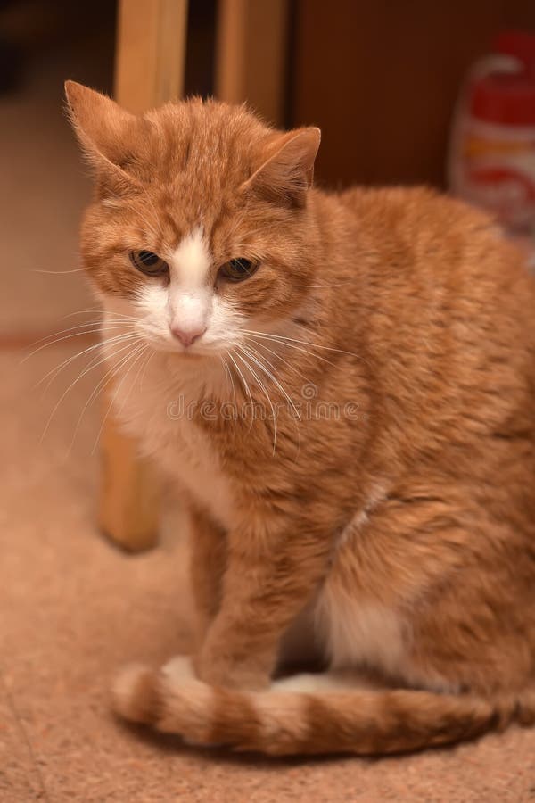 Red & white cat stock image. Image of ginger, little - 72956567