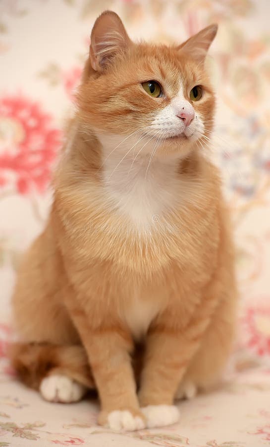 Red and white cat stock image. Image of animal, portrait - 171198311