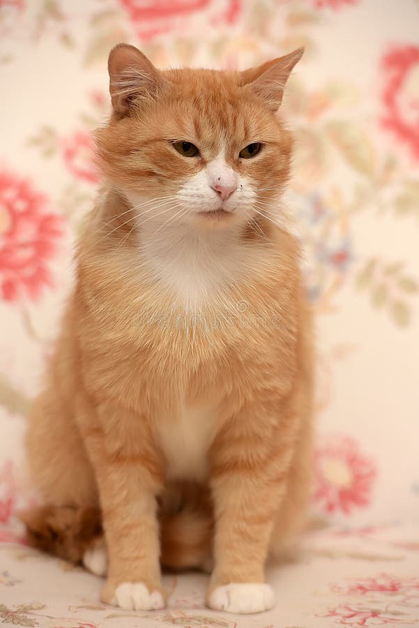 Red and white cat stock image. Image of mixed, horizontal - 171198375