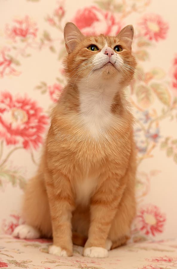 Red and white cat stock photo. Image of beautiful, cute - 171198446