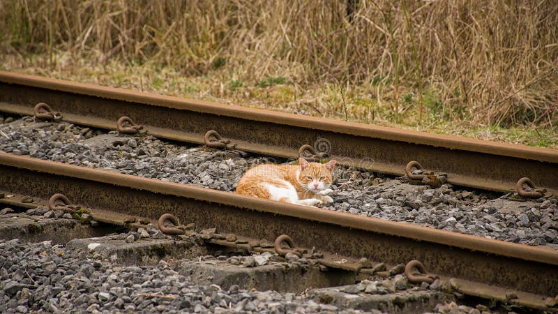 Red Cat Sleeping a Train Rail Track Stock Photo - Image of asphalt ...
