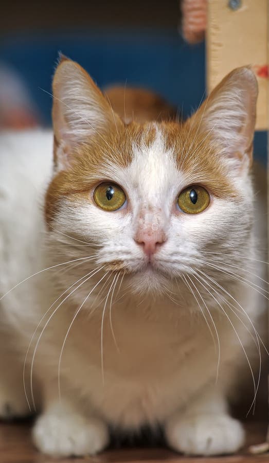 Red with white cat stock photo. Image of playful, cats - 40288586