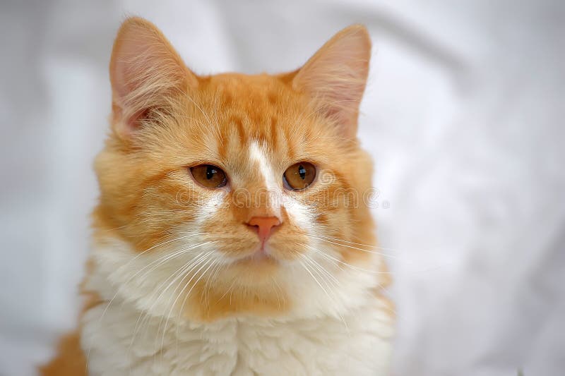 Red with white cat stock photo. Image of ears, cats, portrait - 40355308