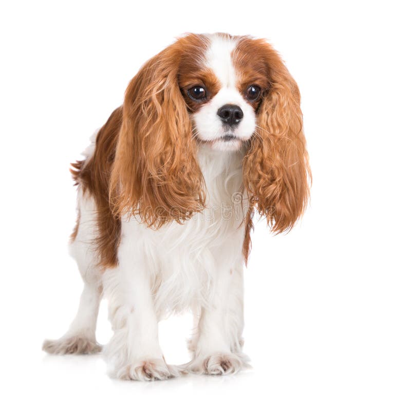 Cavalier King Charles Spaniel Dog Stock Photo - Image of king, animal ...